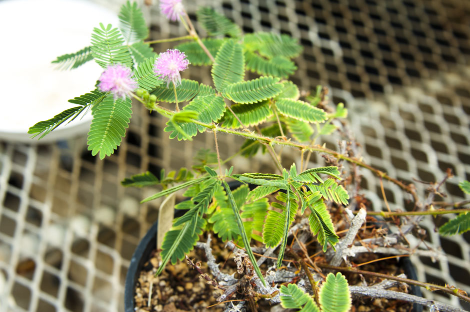 CSUN’s Botanic Garden Ranked as One of the 50 Most Amazing University ...