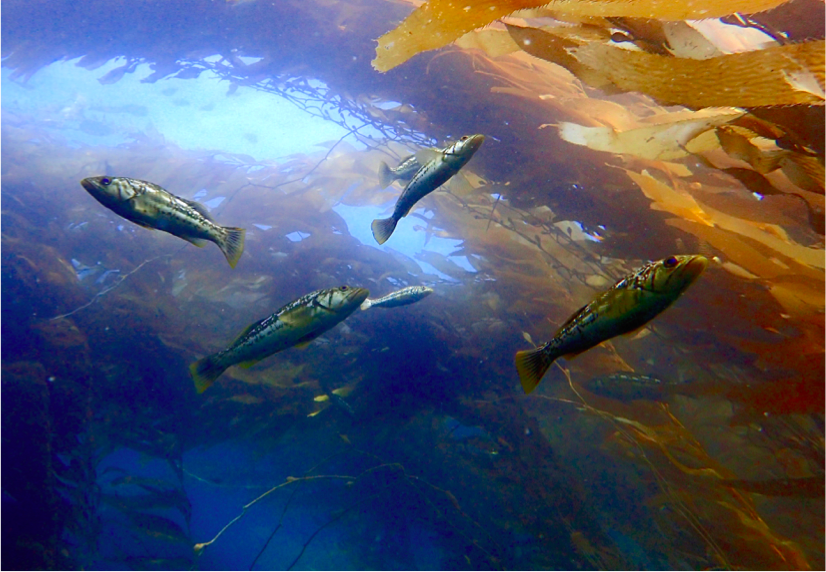 CSUN Study Demonstrates Marine Protected Areas Are Most Effective in ...