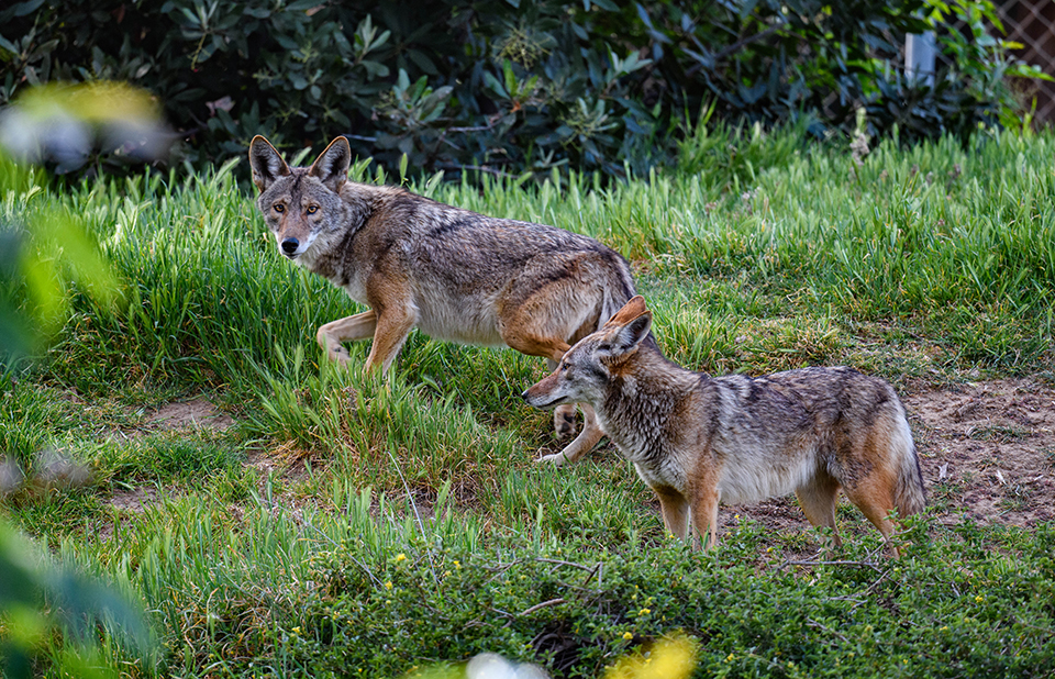 CSUN Researchers Discover What’s on the Menu for L.A.’s Coyotes | CSUN ...