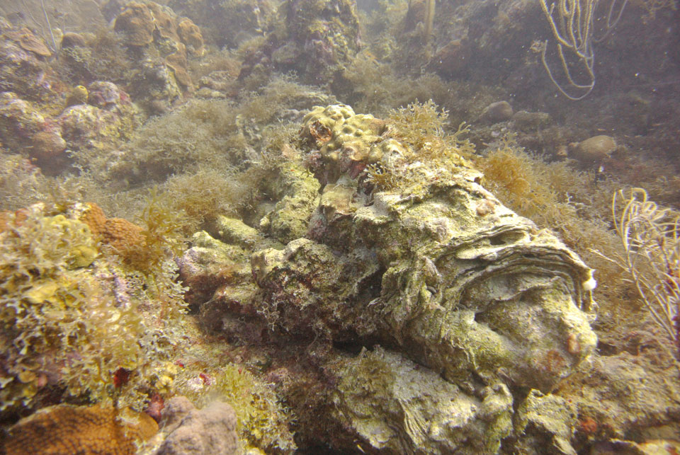 CSUN Prof Becomes Forensic Ecologist to Assess Reef Damage Left By ...
